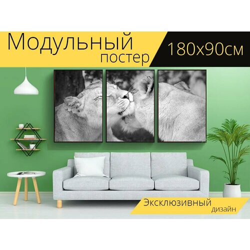 Модульный постер "Львица любовь, лев, самки" 180 x 90 см. для интерьера