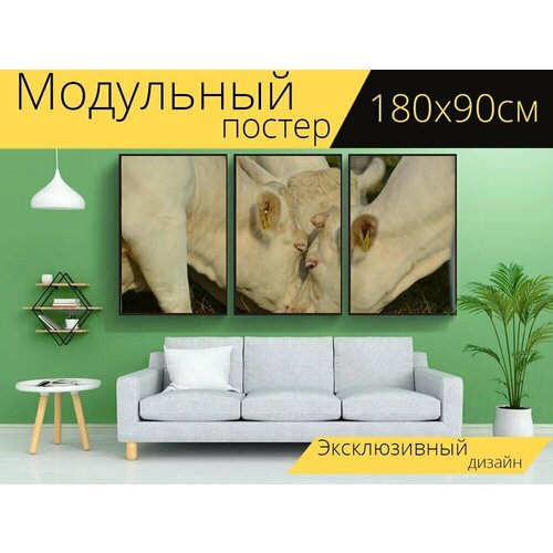 Модульный постер "Корова, коровы, жвачный" 180 x 90 см. для интерьера