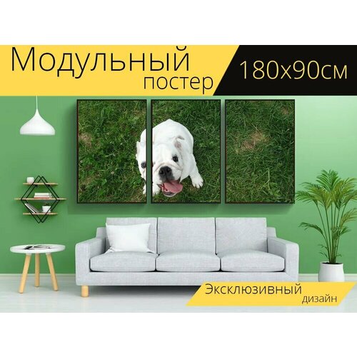 Модульный постер "Собака, щенок, английский бульдог" 180 x 90 см. для интерьера