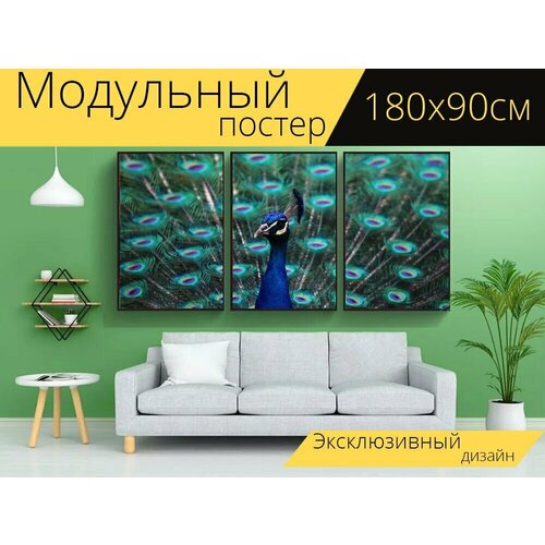 Модульный постер "Павлин, павлинье перо, птица" 180 x 90 см. для интерьера