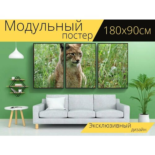 Модульный постер "Рысь, зоопарк, большой кот" 180 x 90 см. для интерьера