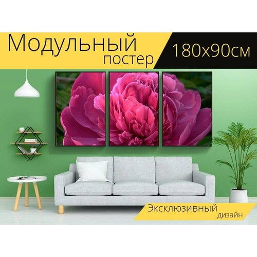 Модульный постер "Пион, цветок, флора" 180 x 90 см. для интерьера
