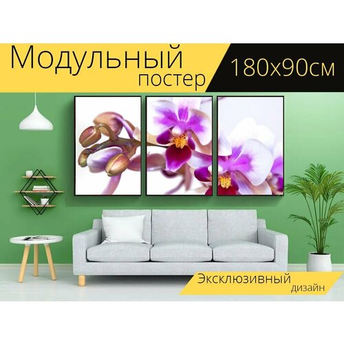 Модульный постер "Фаленопсис, орхидея, белый розовый" 180 x 90 см. для интерьера