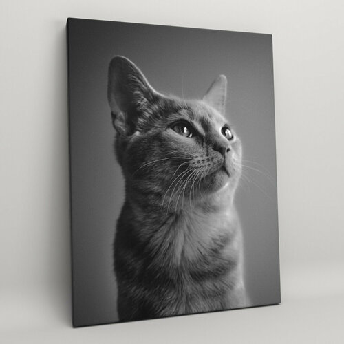Картина на холсте (интерьерный постер) "Европейская кошка ЧБ №2", с деревянным подрамником, размер 45x60 см