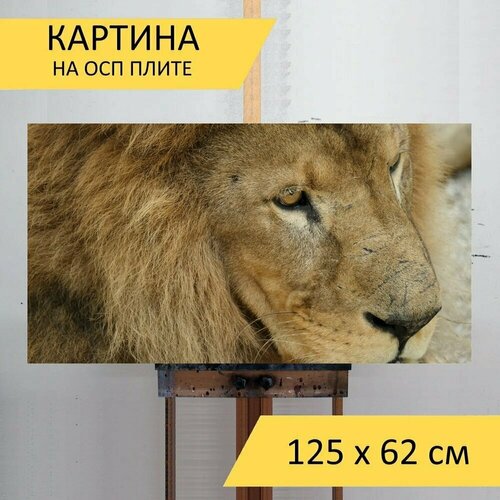 Картина на ОСП 125х62 см. "Лев, хищник, грива" горизонтальная, для интерьера, с креплениями