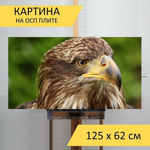 Картина на ОСП 125х62 см. "Золотой орёл, голова орла, хищник" горизонтальная, для интерьера, с креплениями