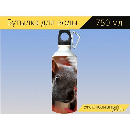 Бутылка фляга для воды "Белка, дубовый котенок, грызун" 750 мл. с карабином и принтом
