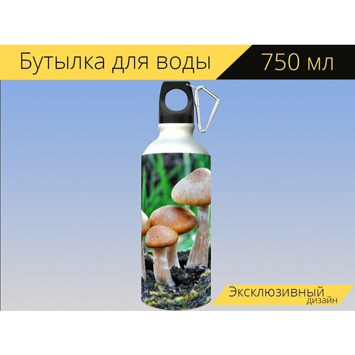 Бутылка фляга для воды "Грибы, гриб, природа" 750 мл. с карабином и принтом