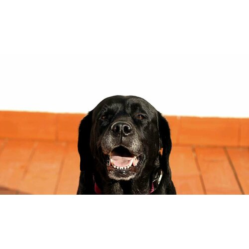 Картина на холсте 60x110 LinxOne "Животные Собака Черный" интерьерная для дома / на стену / на кухню / с подрамником