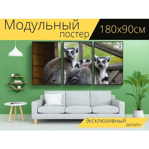 Модульный постер "Лемуры, зоопарк, дикая природа" 180 x 90 см. для интерьера