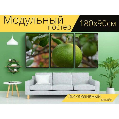 Модульный постер "Лайм, цитрусовый фрукт, цитрусовые" 180 x 90 см. для интерьера