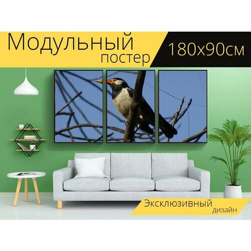 Модульный постер "Птица, пестрая майна, скворец" 180 x 90 см. для интерьера