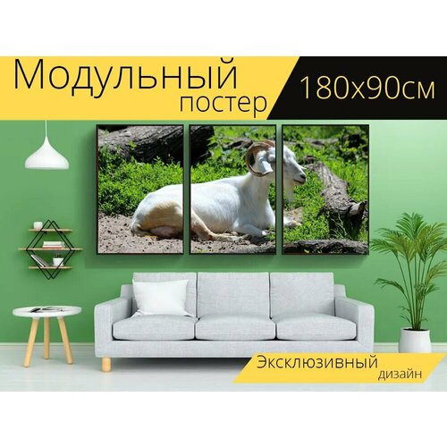 Модульный постер "Коза, белая коза, животное" 180 x 90 см. для интерьера