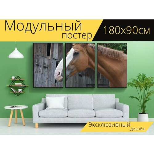 Модульный постер "Лошадь, лошадиная голова, животное" 180 x 90 см. для интерьера
