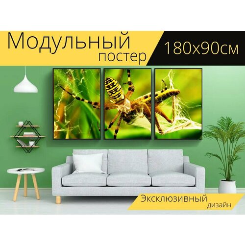 Модульный постер "Паук, тигр паук, оса паук" 180 x 90 см. для интерьера