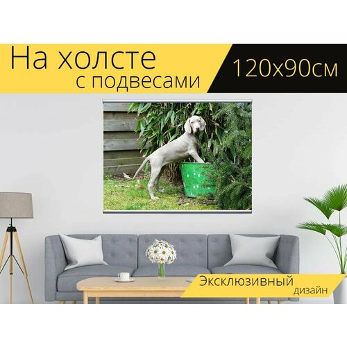 Картина на холсте "Веймаранер, немецкая охотничья собака, собака" с подвесами 120х90 см. для интерьера