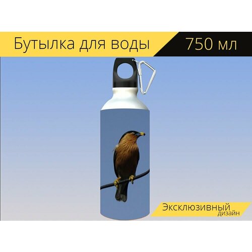 Бутылка фляга для воды "Птица, авес, брамин майна" 750 мл. с карабином и принтом