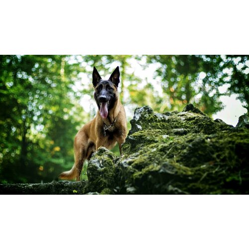 Картина на холсте 60x110 LinxOne "Природа собака друг" интерьерная для дома / на стену / на кухню / с подрамником
