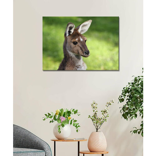 Картина - кенгуру, длинноухий кенгуру, маленький кенгуру, кенгуру в природе (16) 60х80