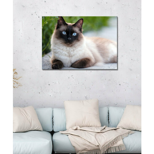 Картина - кошка, сиамская кошка, домашняя кошка, ласковая кошка, короткошерстная кошка, кот (97) 60х80