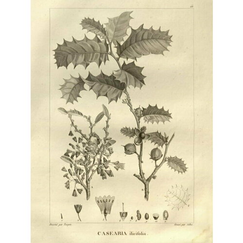 Плакат, постер на бумаге Casearia ilicifolia/Казеария/искусство/арт/абстракция/творчество. Размер 60 х 84 см