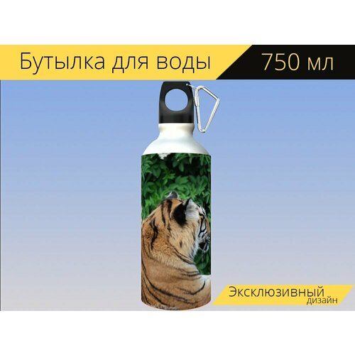 Бутылка фляга для воды "Тигр, большой кот, кошачий" 750 мл. с карабином и принтом
