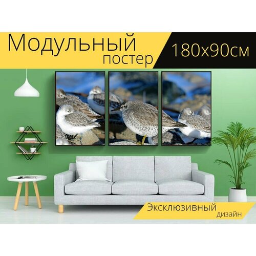 Модульный постер "Knutt, кулик, птицы" 180 x 90 см. для интерьера
