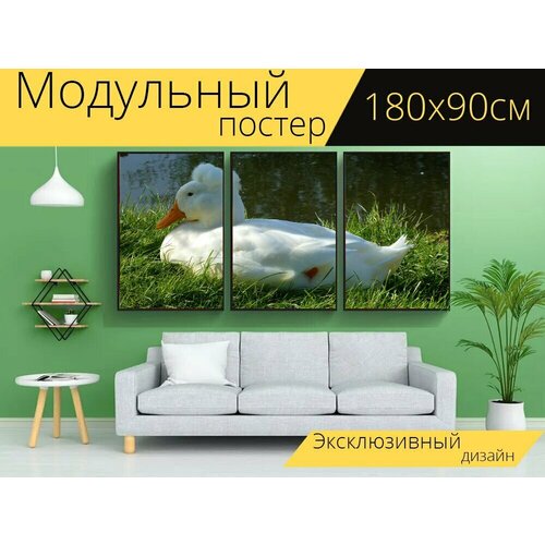 Модульный постер "Хохлатая чернеть, утка, белый" 180 x 90 см. для интерьера