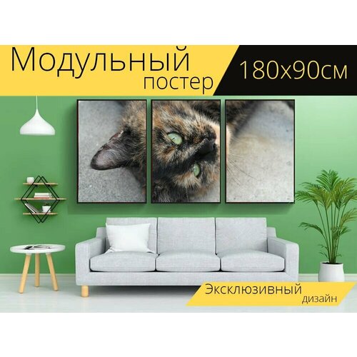 Модульный постер "Кот, кошачьи глаза, домашняя кошка" 180 x 90 см. для интерьера