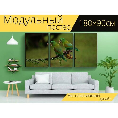 Модульный постер "Оранжевые подбородочные попугаи, коста рика, птицы" 180 x 90 см. для интерьера