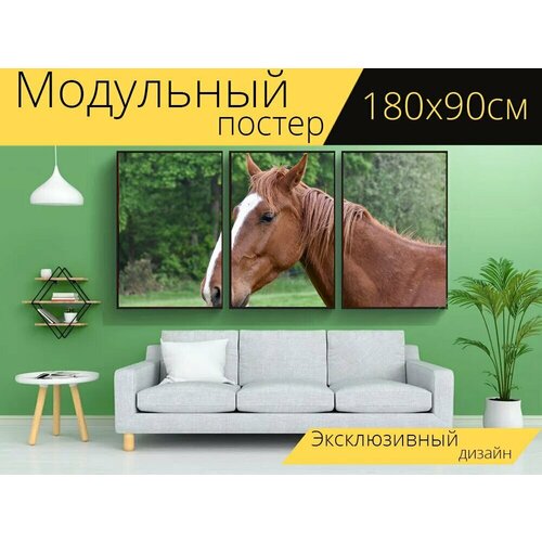 Модульный постер "Лошадь, молодая лошадь, лошадь ребенок" 180 x 90 см. для интерьера