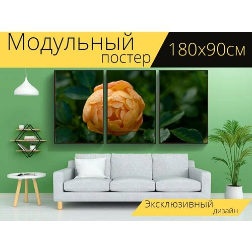 Модульный постер "Роза, роуз, овощ" 180 x 90 см. для интерьера