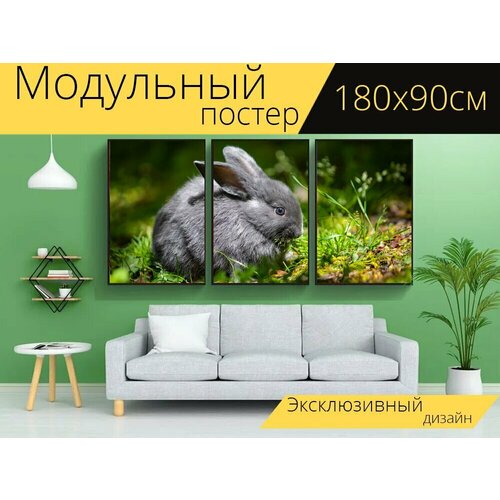 Модульный постер "Кролик шиншилла, кролик, домашний питомец" 180 x 90 см. для интерьера
