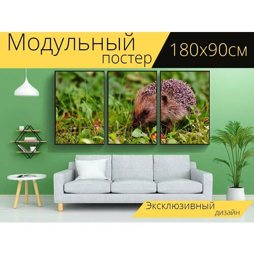 Модульный постер "Ежик, молодой ежик, животное" 180 x 90 см. для интерьера