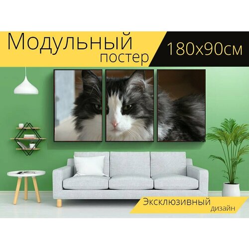 Модульный постер "Кот, кошачий, пушистый" 180 x 90 см. для интерьера