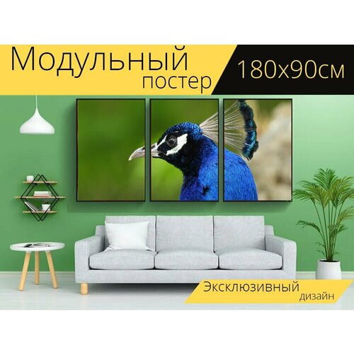 Модульный постер "Павлин, птица, гордо" 180 x 90 см. для интерьера