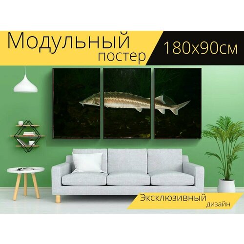 Модульный постер "Европейский осетр, рыбы, плавать" 180 x 90 см. для интерьера