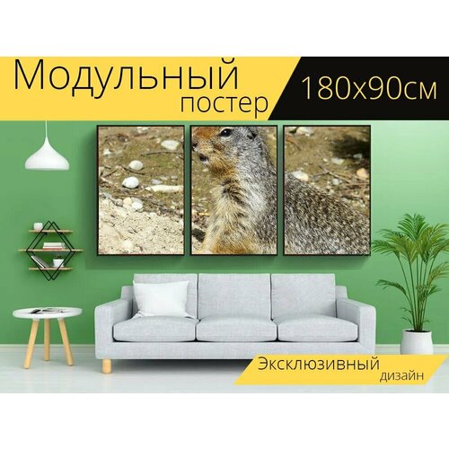Модульный постер "Суслик, животное, млекопитающее" 180 x 90 см. для интерьера