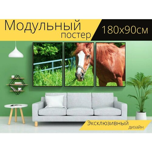 Модульный постер "Пони, езда на лошади, верховой езды пони" 180 x 90 см. для интерьера