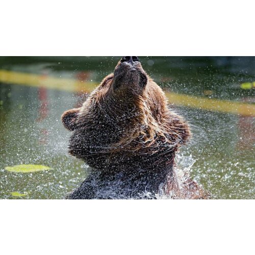 Картина на холсте 60x110 LinxOne "Медведь вода брызги" интерьерная для дома / на стену / на кухню / с подрамником