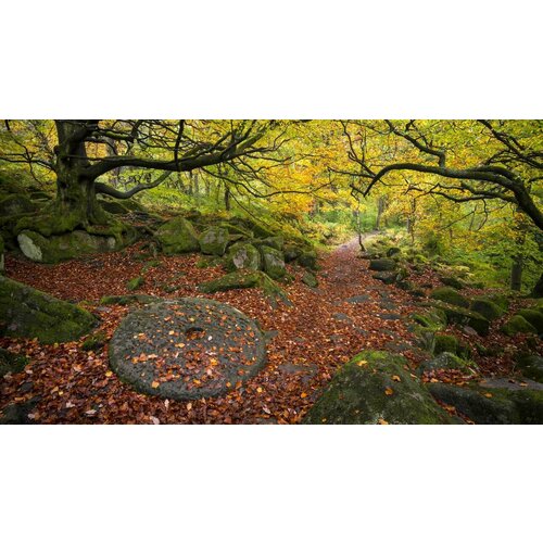 Картина на холсте 60x110 LinxOne "Осенний лес" интерьерная для дома / на стену / на кухню / с подрамником