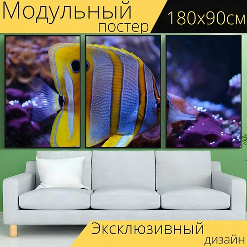Модульный постер "Рыбы, красочный, аквариум" 180 x 90 см. для интерьера