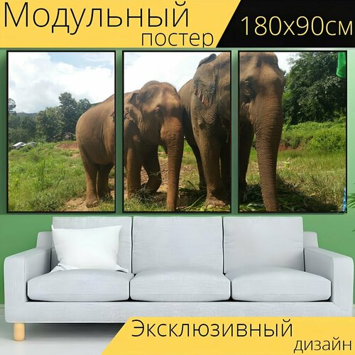 Модульный постер "Слон, таиланд, природа" 180 x 90 см. для интерьера
