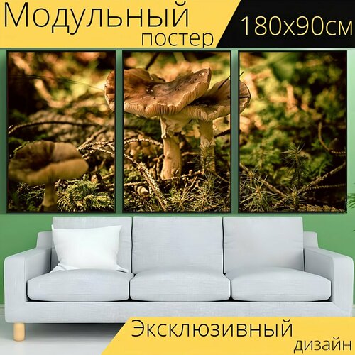 Модульный постер "Грибы, деревянный пол, природа" 180 x 90 см. для интерьера