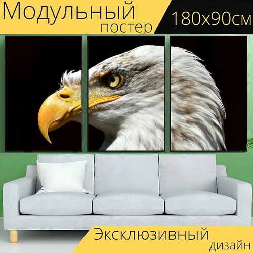 Модульный постер "Орел, белоголовый орлан, птица" 180 x 90 см. для интерьера