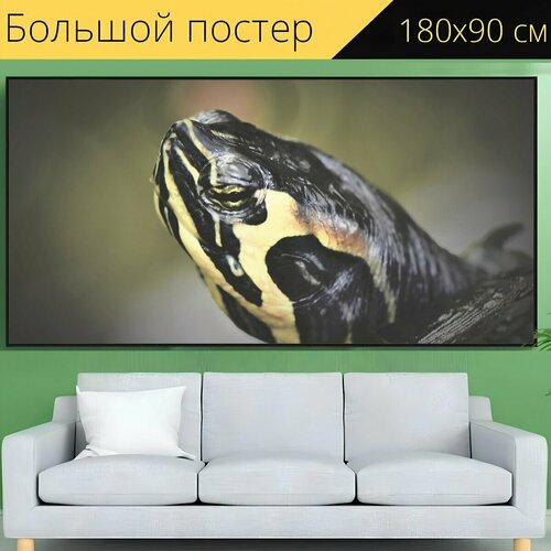Большой постер "Черепаха, воды черепаха, рептилия" 180 x 90 см. для интерьера