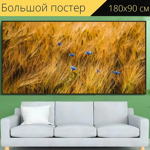 Большой постер "Васильковый, поле, цветок" 180 x 90 см. для интерьера