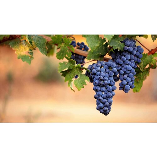 Картина на холсте 110x60 LinxOne "Виноград grapes виноградник" интерьерная для дома / на стену / на кухню / с подрамником