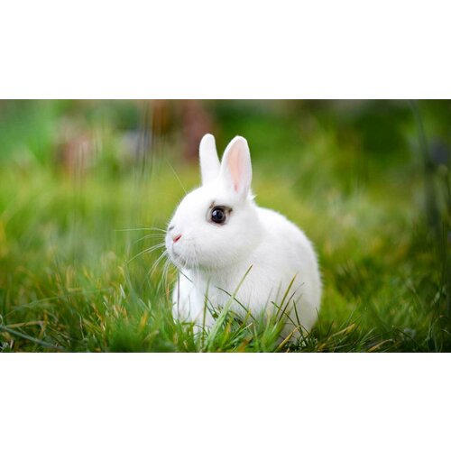 Картина на холсте 60x110 LinxOne "Боке белый кролик трава" интерьерная для дома / на стену / на кухню / с подрамником