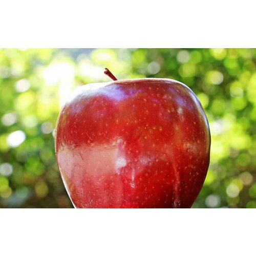 Картина на холсте 60x110 LinxOne "Яблоко, фрукт, спелый, красный" интерьерная для дома / на стену / на кухню / с подрамником